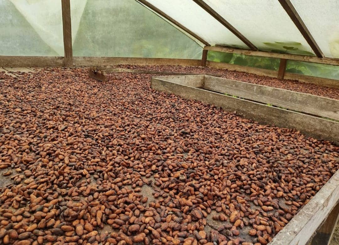 Cacao en grano seco | Croper
