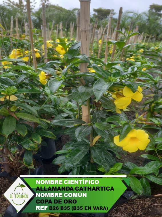 Plántula de Copa de Oro | Croper