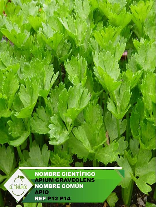 Plántula de Apio | Croper