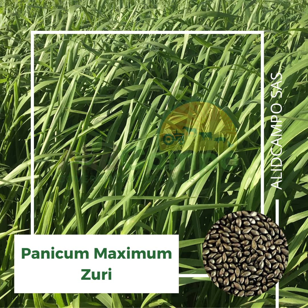 Semilla Panicum Maximum Zuri | Croper