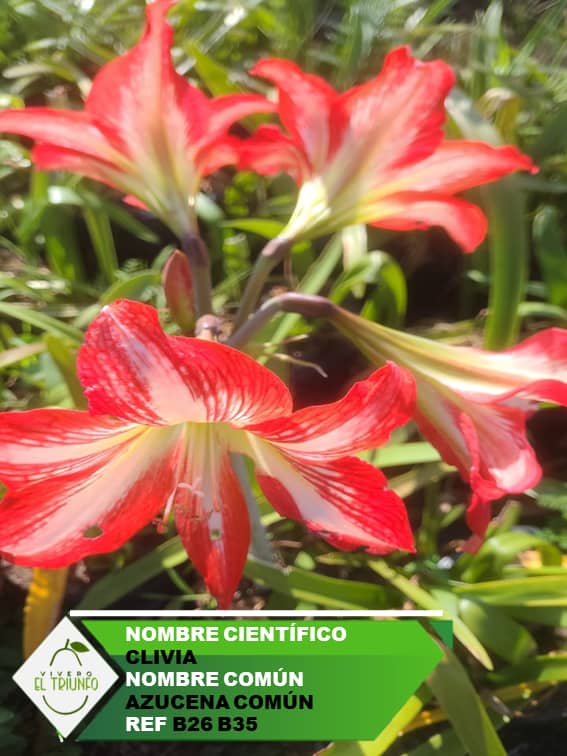 Plántula de Azucena Común | Croper