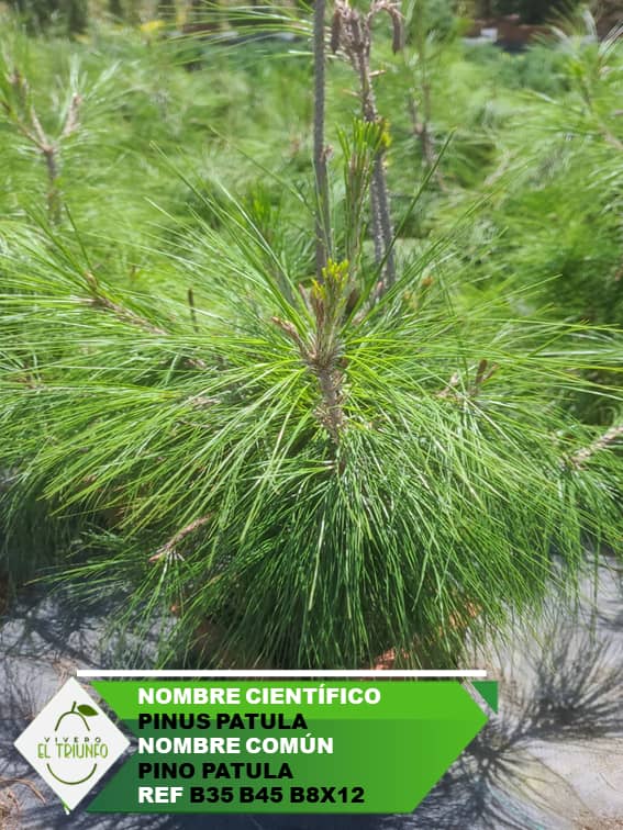 Plántula de Pino Patula | Croper