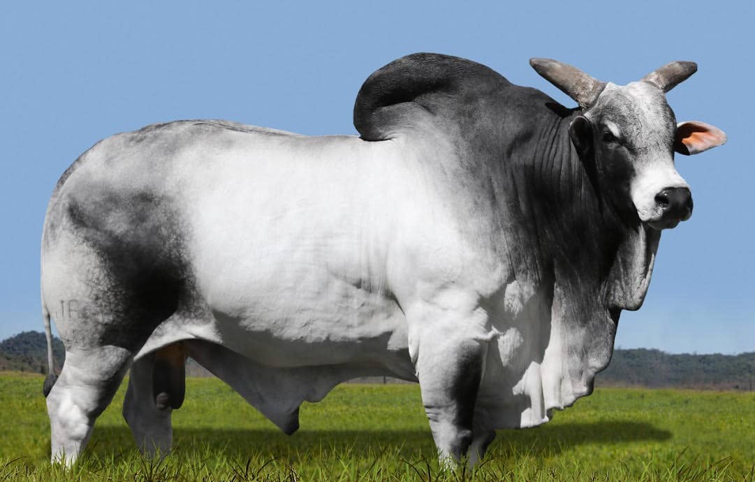 Semen Jata Magnum - Genética Nelore Ciclo Corto HSJ | Croper