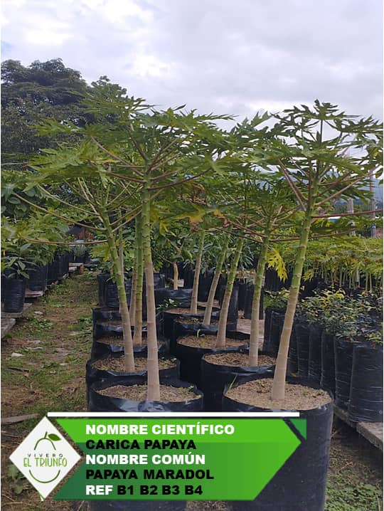 Plántula de Papaya Maradol | Croper