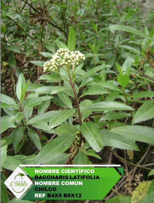 Plántula de Chilco | Croper