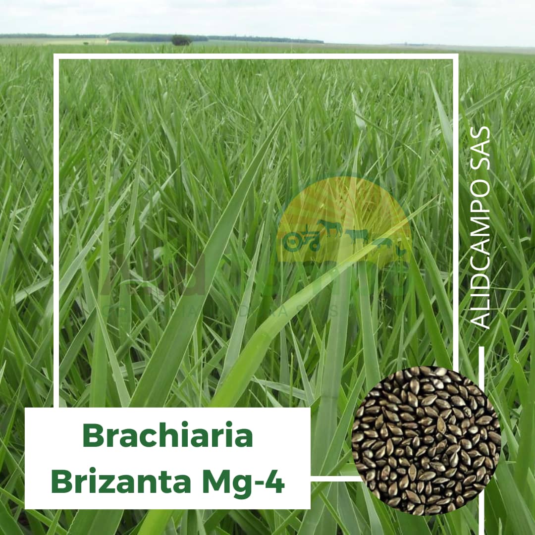 Semilla Brachiaria Brizantha Mg-4 | Croper