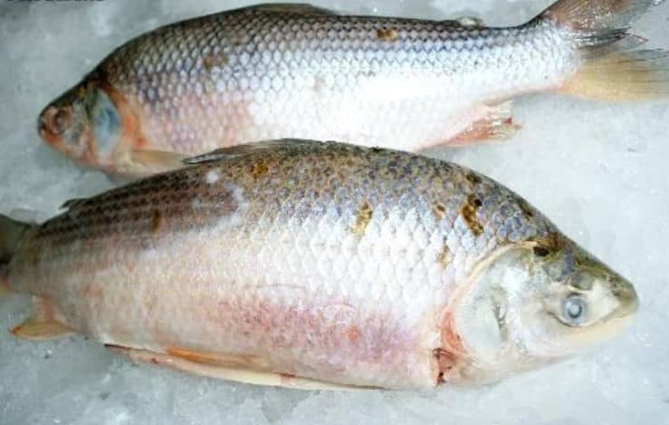 Pescado Bocachico x Kg | Croper