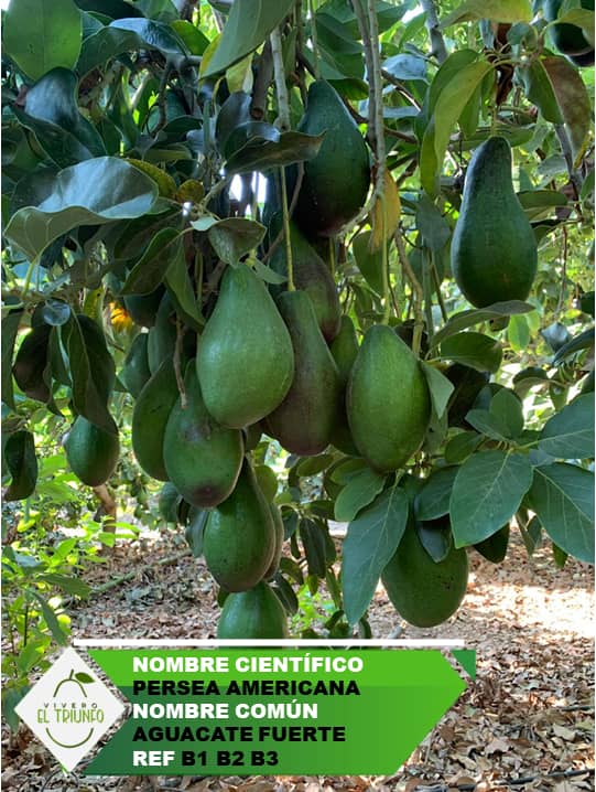Plántula de Aguacate Fuerte | Croper