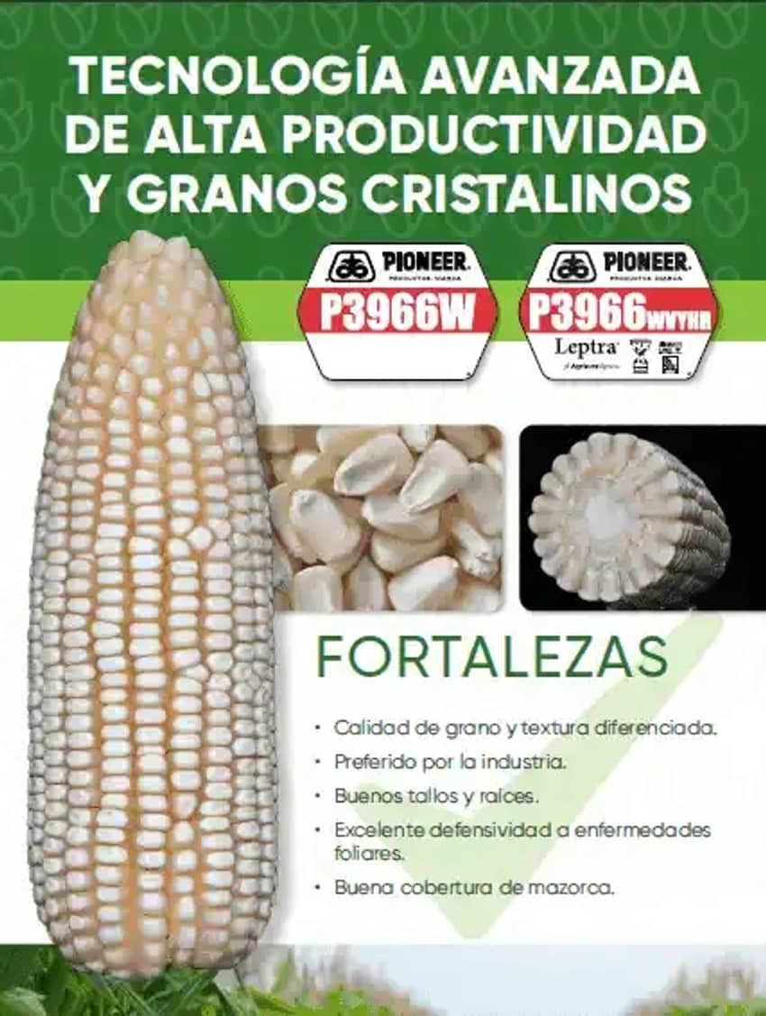 Semilla De Maíz Híbrida Pionera