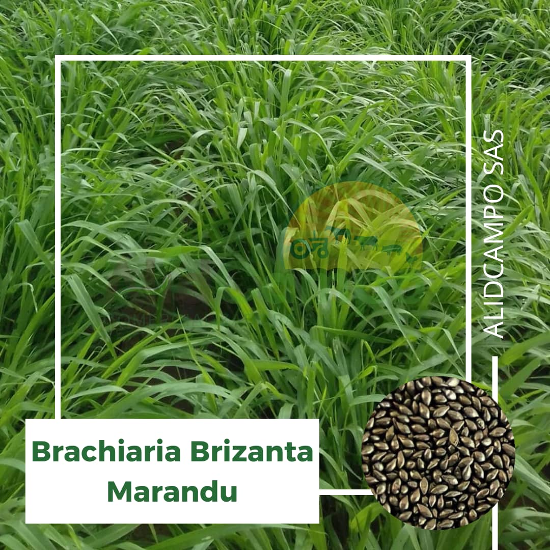 Semilla Brachiaria Brizantha Marandu | Croper