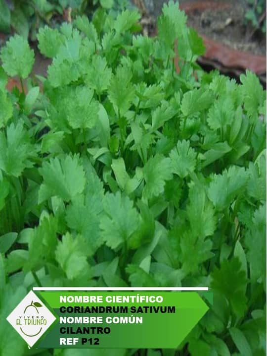 Plántula de Cilantro | Croper