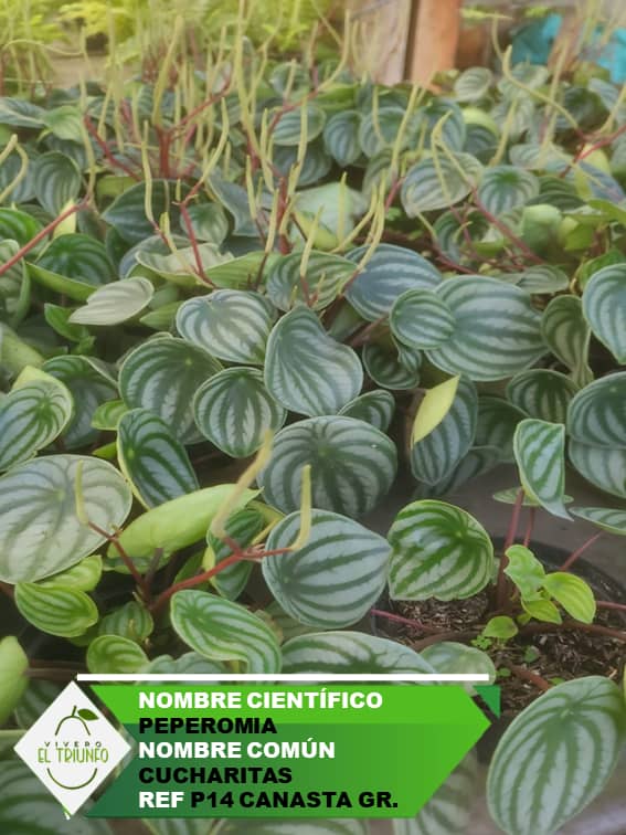 Plántula de Cucharita | Croper