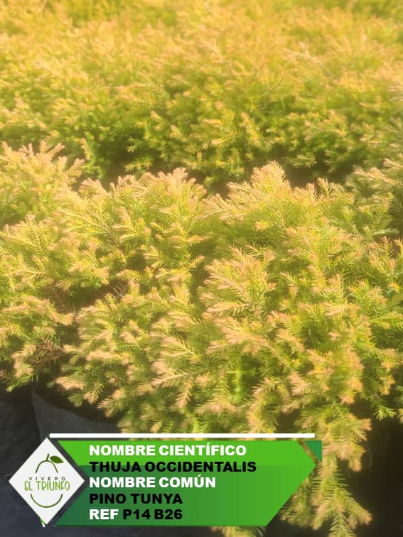 Plántula de Pino Tunya | Croper