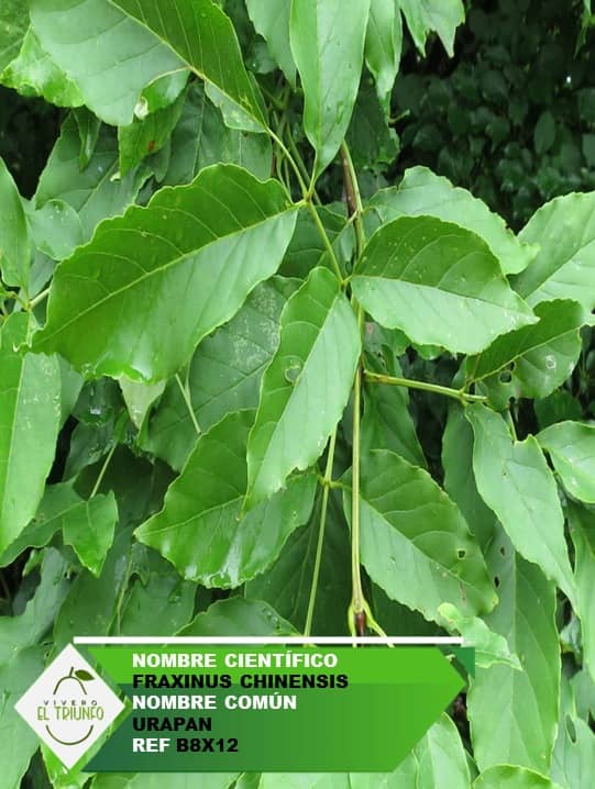 Plántula de Urapán | Croper