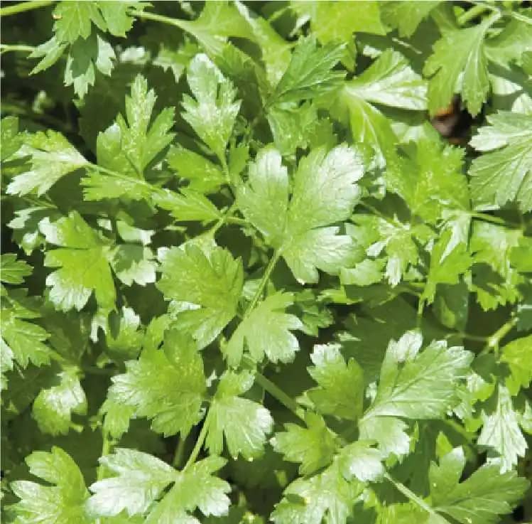 Semilla De Cilantro Slow Bolt x 454 Gr | Croper