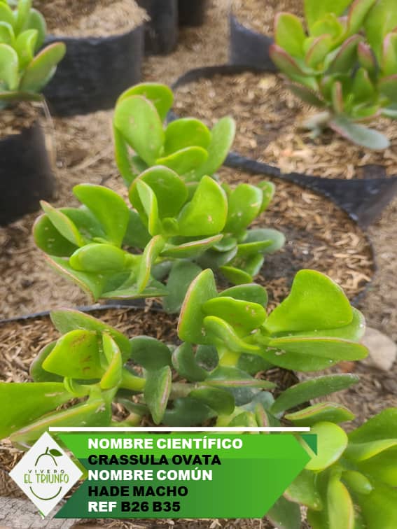 Plántula de Hade Macho | Croper