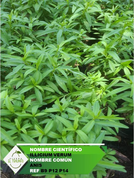 Plántula de Anis | Croper