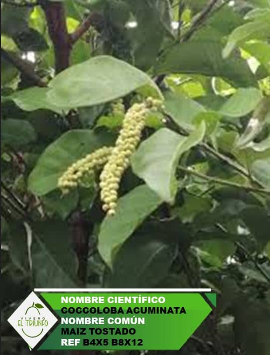 Plántula de Maíz Tostado | Croper