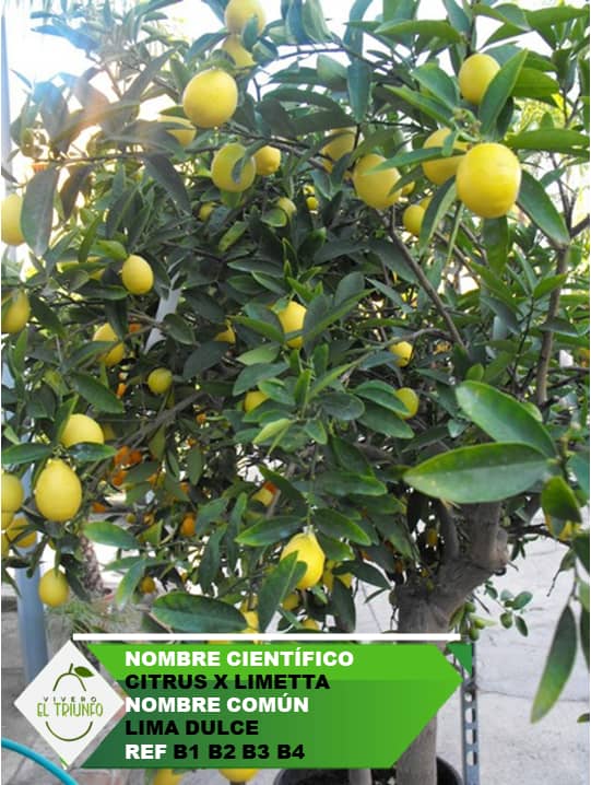 Plántula de Lima Dulce | Croper