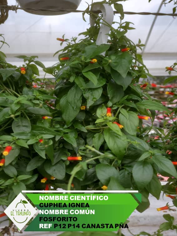 Plántula de Fosforito | Croper