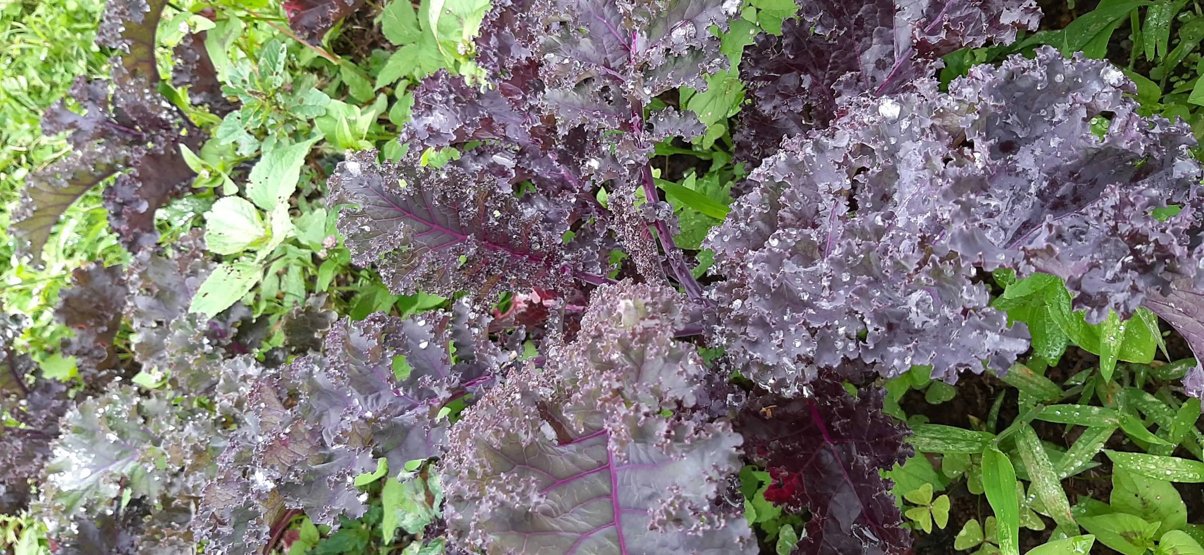 Kale Rizado Fresco Superalimento x 100 gr | Croper