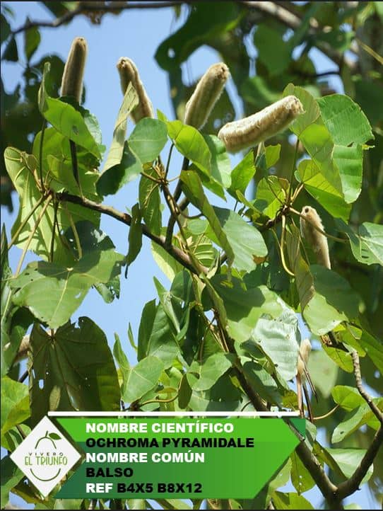 Plántula de Balso | Croper