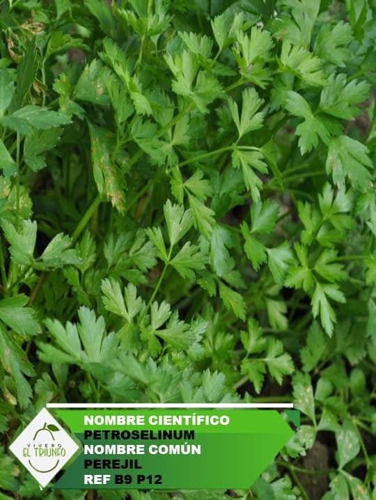 Plántula de Perejil | Croper