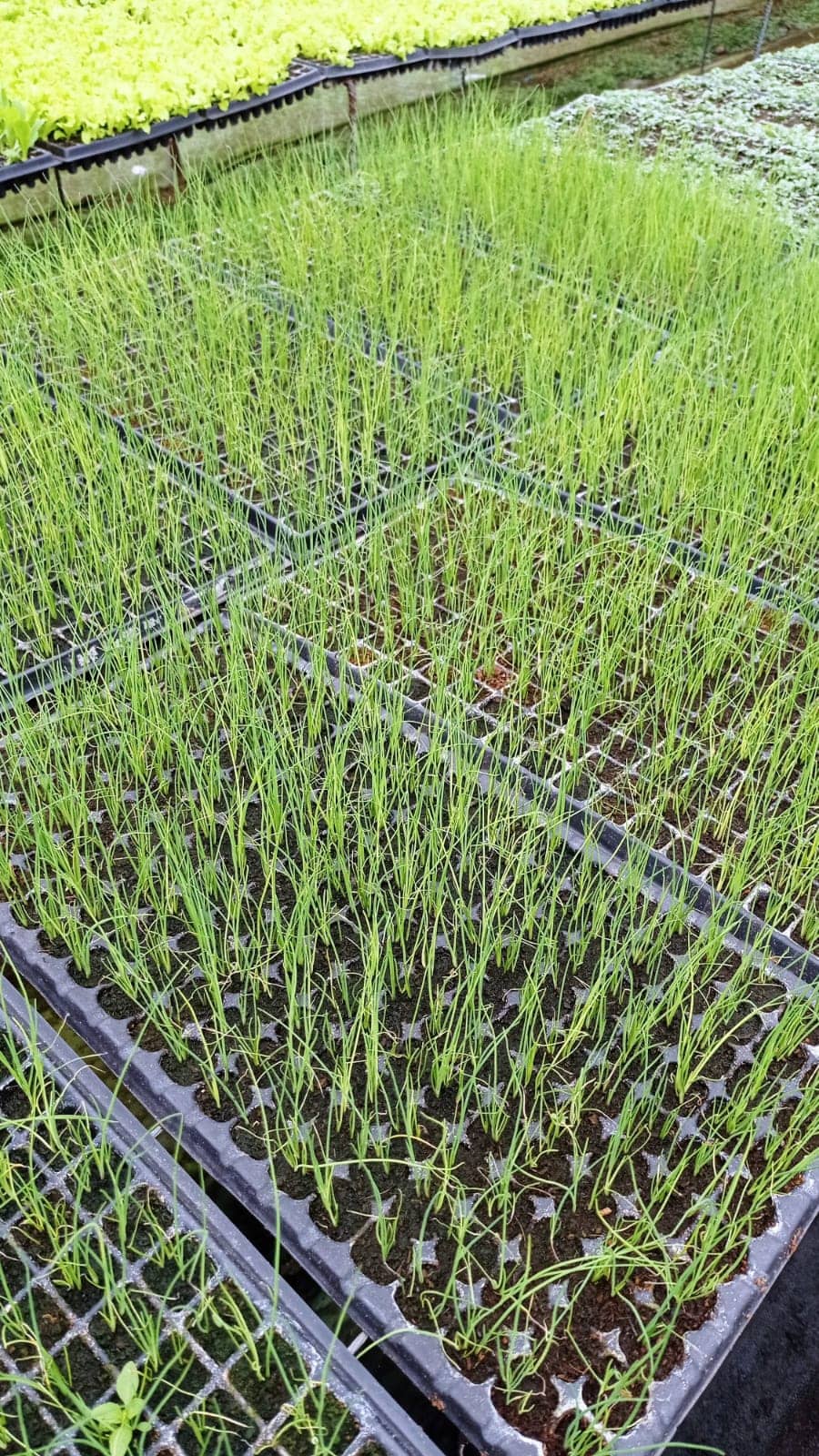 Plántula de Cebollín | Croper