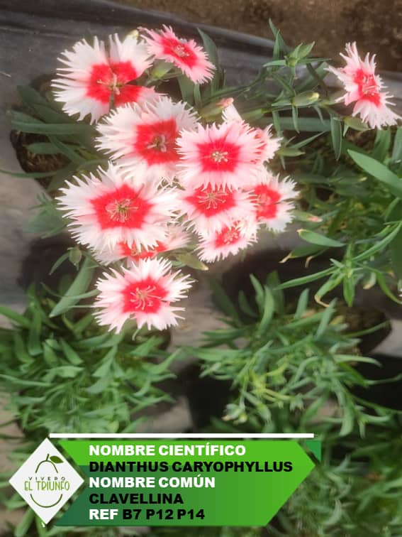 Plántula de Clavellina | Croper