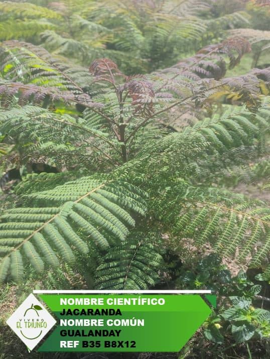 Plántula de Gualanday | Croper