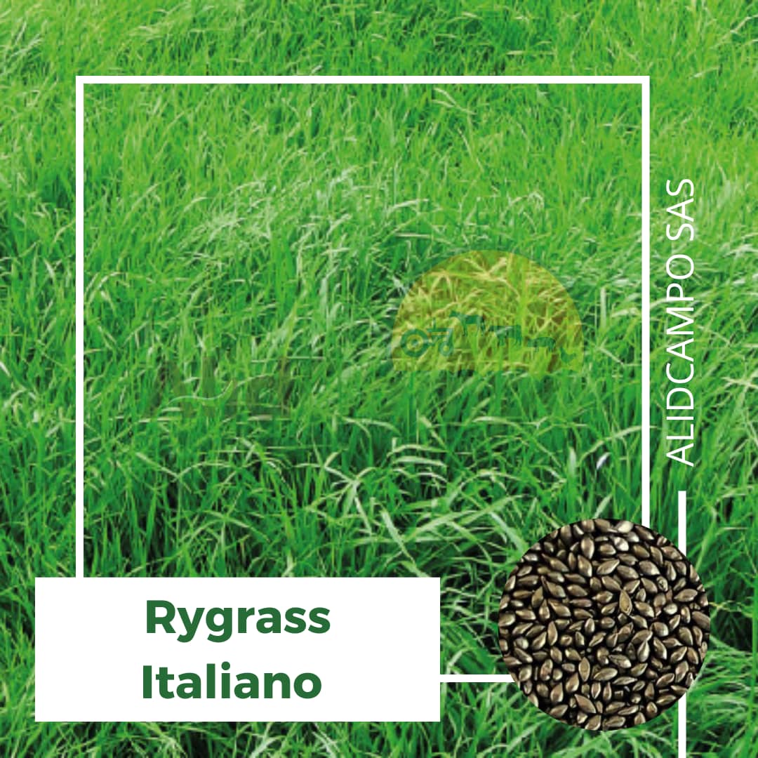 Semilla Rygrass Italiano | Croper