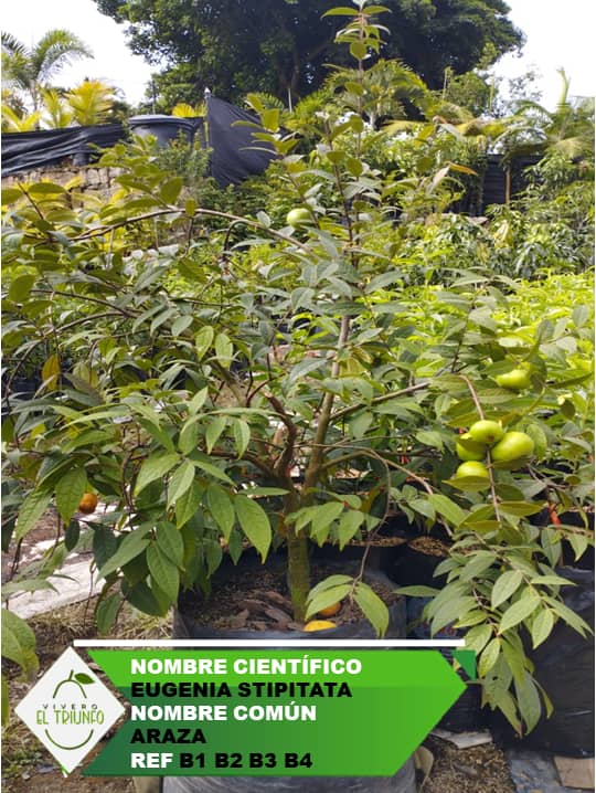 Plántula de Arazá | Croper