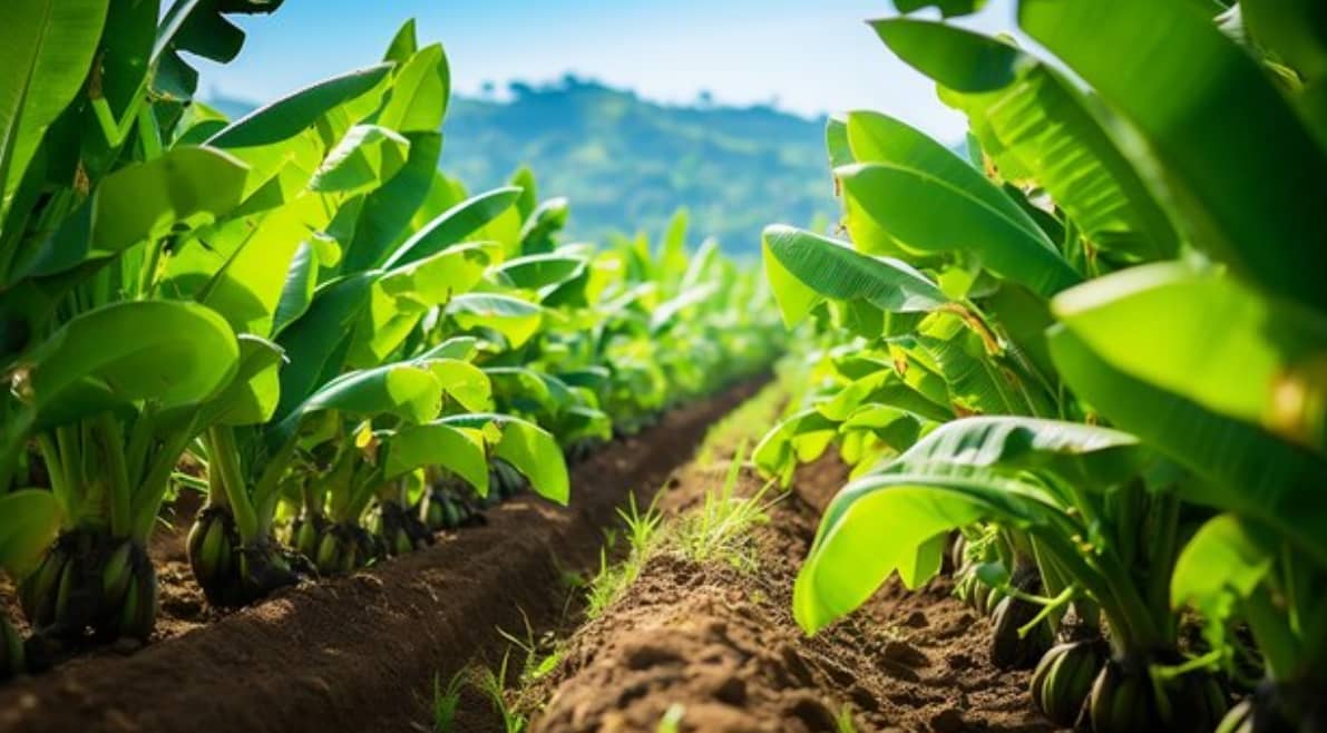 Kit 1 OCCF - Suroeste | Croper