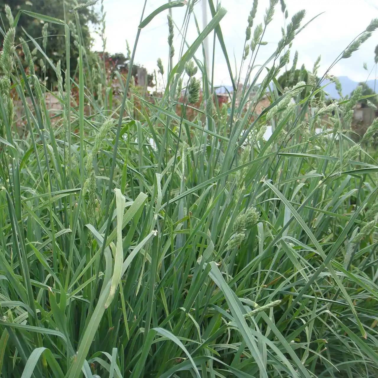 Pasto Azul Orchoro - Semillas de forrajes | Croper